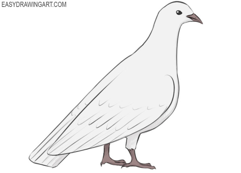 How to Draw a Pigeon - Easy Drawing Art