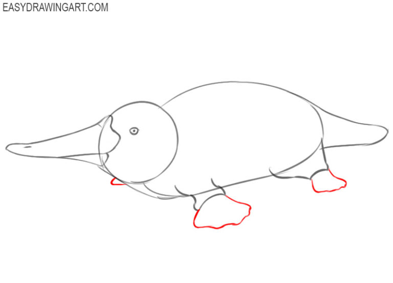 How to Draw a Platypus - Easy Drawing Art