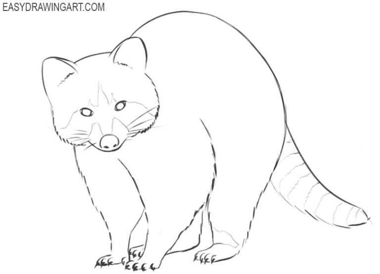 How to Draw a Raccoon - Easy Drawing Art