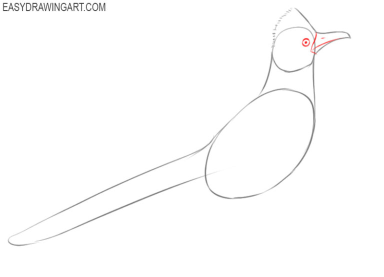 How to Draw a Roadrunner - Easy Drawing Art