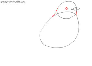 How to Draw a Robin - Easy Drawing Art