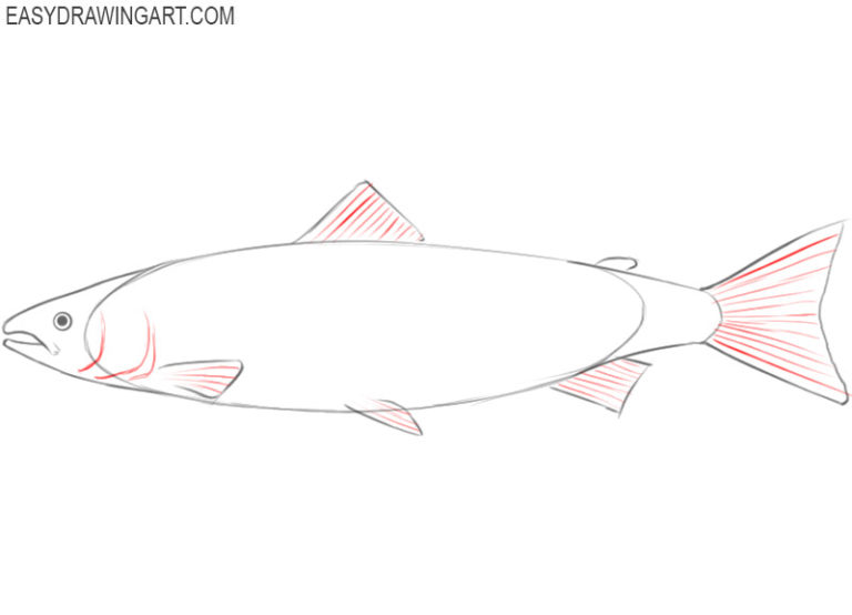 How to Draw a Salmon - Easy Drawing Art