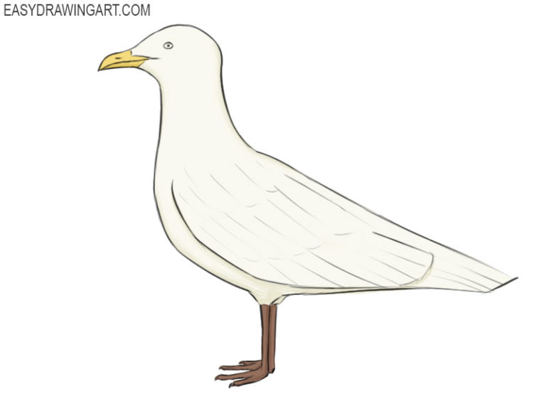 How to Draw a Seagull - Easy Drawing Art