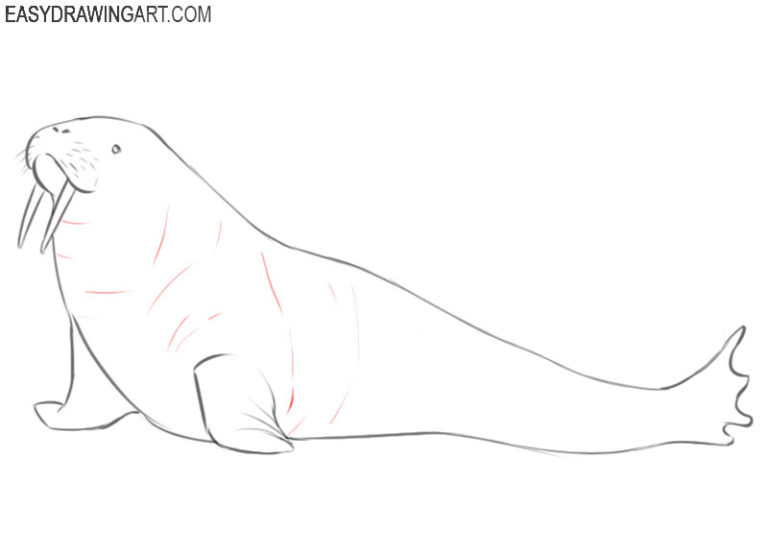 How to Draw a Walrus - Easy Drawing Art