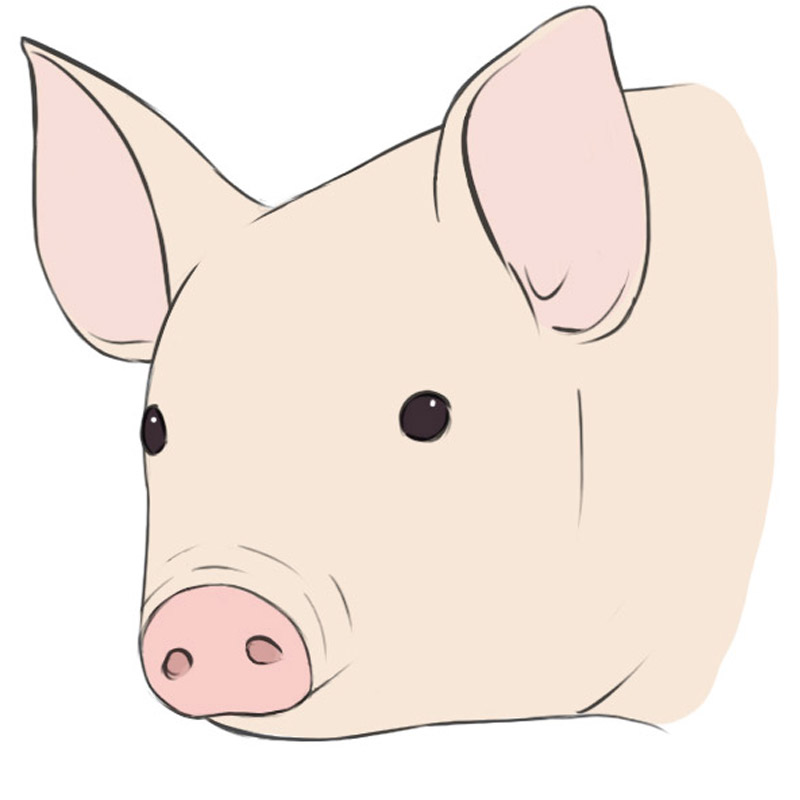 How To Draw A Pig Face Easy Drawing Art