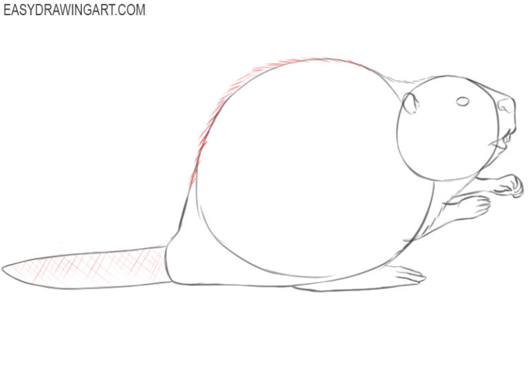 How to Draw a Beaver - Easy Drawing Art