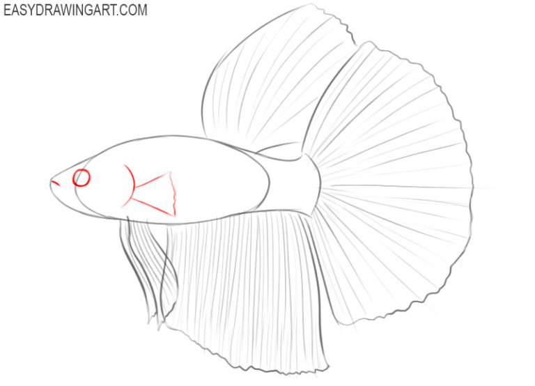 How to Draw a Betta Fish - Easy Drawing Art