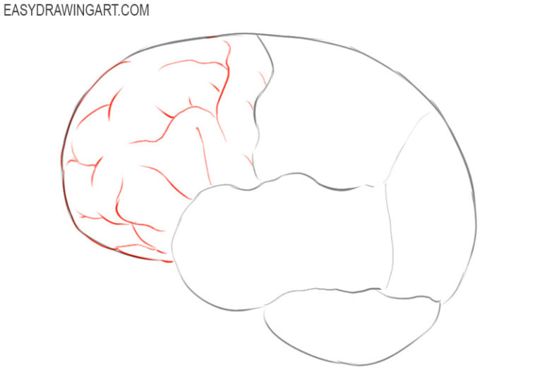 How to Draw a Brain - Easy Drawing Art