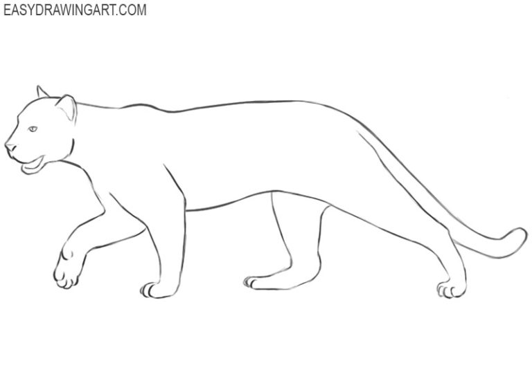 How to Draw a Cougar - Easy Drawing Art