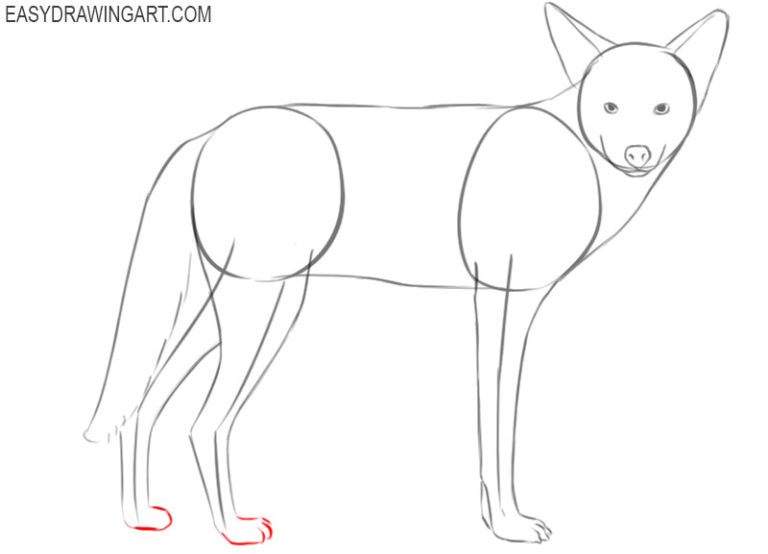 How to Draw a Coyote - Easy Drawing Art
