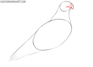 How to Draw a Hawk - Easy Drawing Art