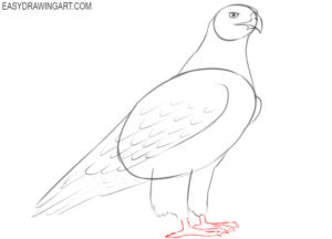 How to Draw a Hawk - Easy Drawing Art