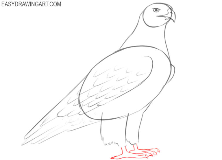 How to Draw a Hawk - Easy Drawing Art