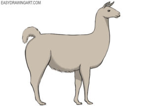 How to Draw a Llama - Easy Drawing Art