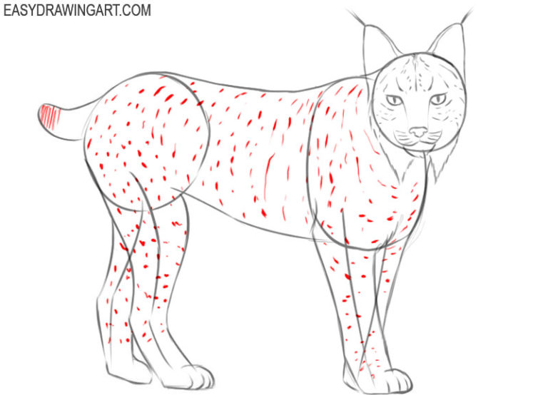 How to Draw a Lynx - Easy Drawing Art