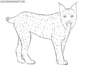 How to Draw a Lynx - Easy Drawing Art
