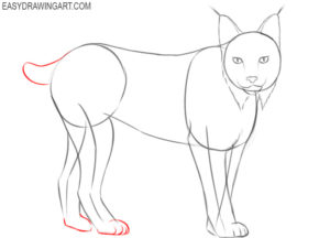 How to Draw a Lynx - Easy Drawing Art