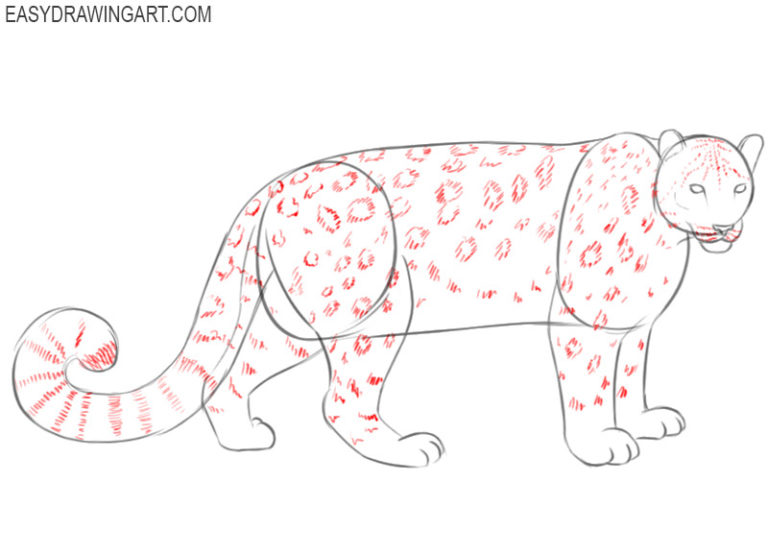How to Draw a Snow Leopard - Easy Drawing Art