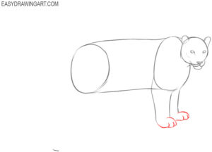 How to Draw a Snow Leopard - Easy Drawing Art