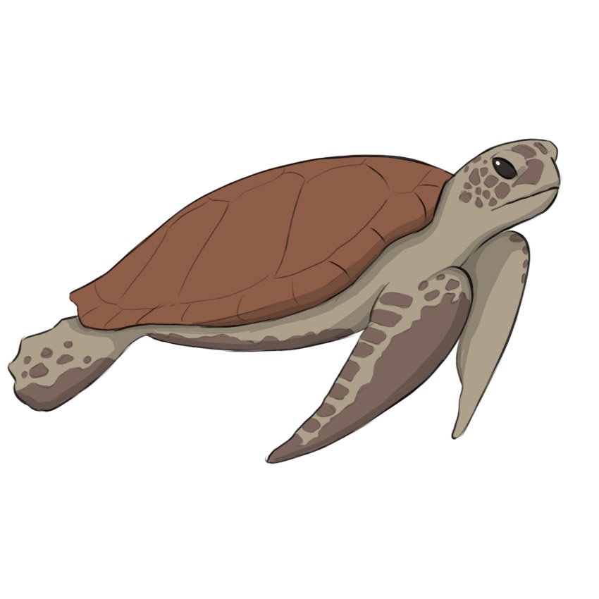 How To Draw A Sea Turtle Easy Drawing Art