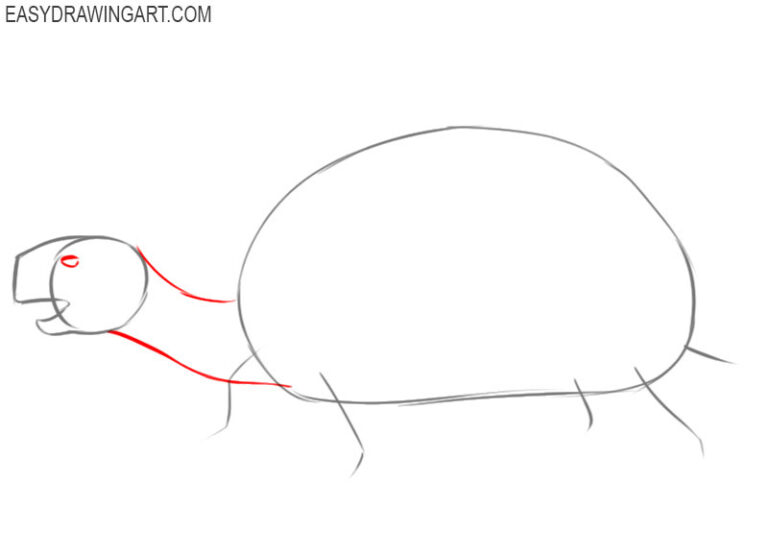 How to Draw a Tortoise - Easy Drawing Art
