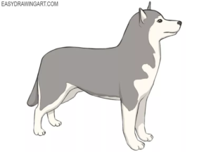 How to Draw a Husky - Easy Drawing Art