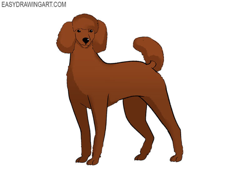 How to Draw a Poodle - Easy Drawing Art