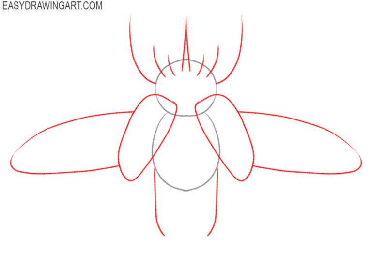 How to Draw a Beetle - Easy Drawing Art