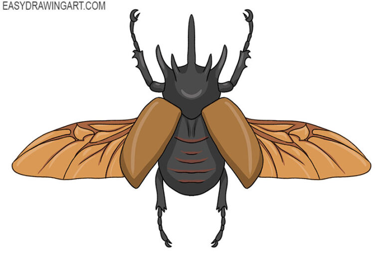 How to Draw a Beetle - Easy Drawing Art