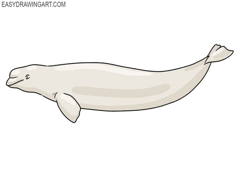 How to Draw a Beluga Whale - Easy Drawing Art