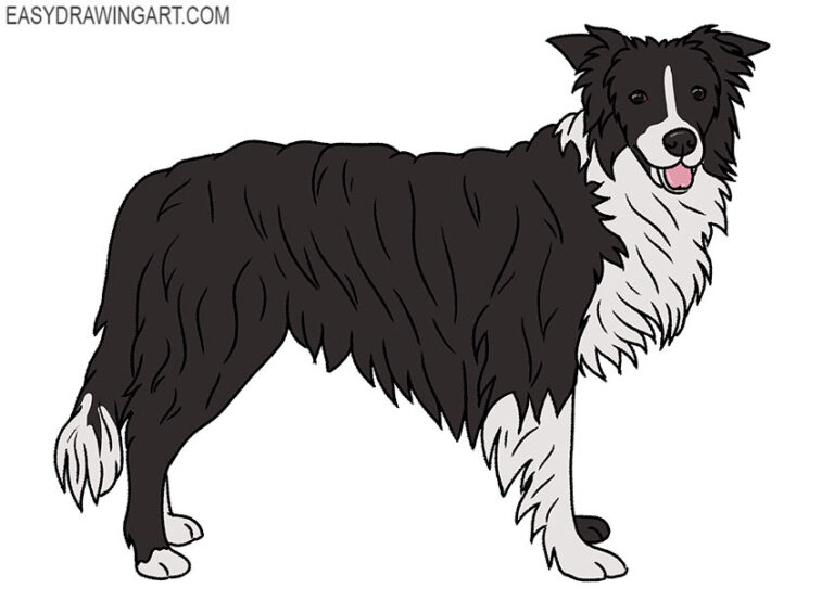 How to Draw a Border Collie - Easy Drawing Art