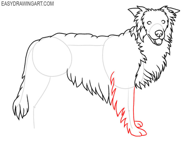 How to Draw a Border Collie - Easy Drawing Art