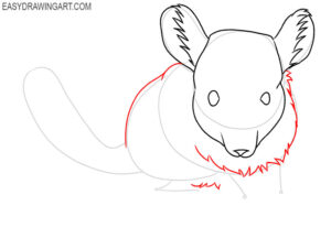 How to Draw a Chinchilla - Easy Drawing Art