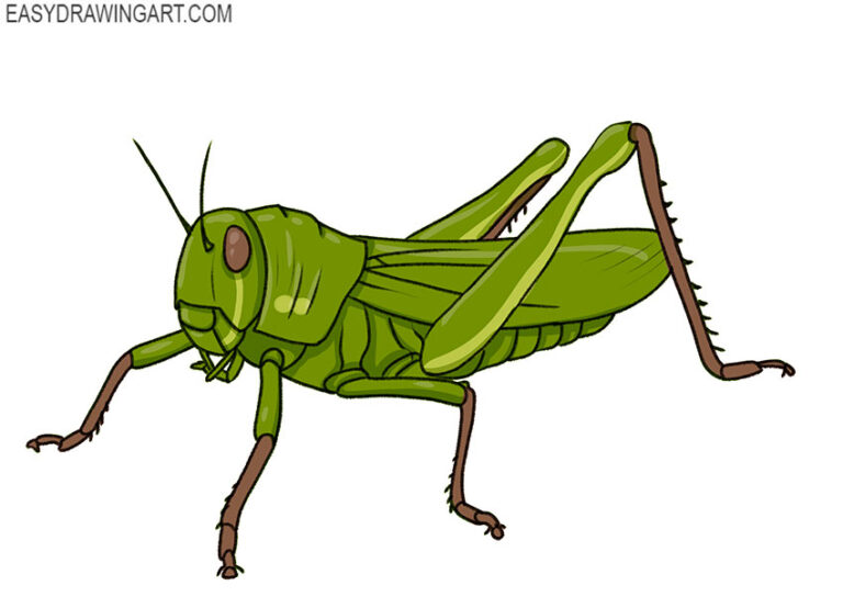 How to Draw a Grasshopper - Easy Drawing Art