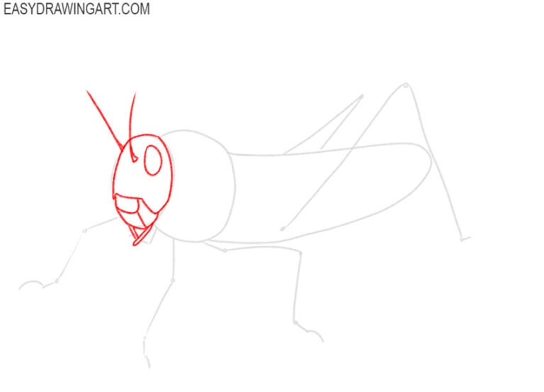 How to Draw a Grasshopper - Easy Drawing Art
