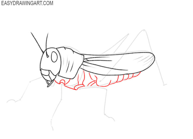 How to Draw a Grasshopper - Easy Drawing Art