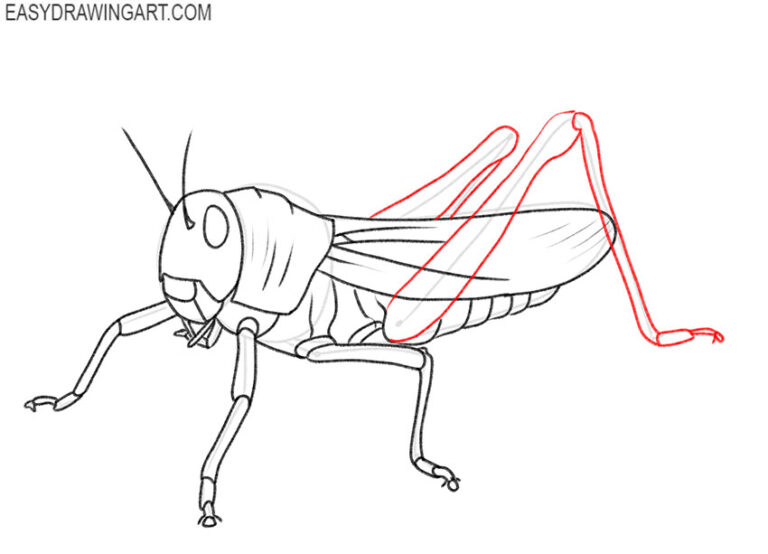 How to Draw a Grasshopper - Easy Drawing Art