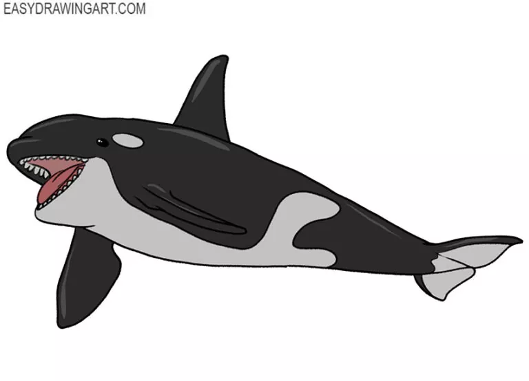 How to Draw an Orca - Easy Drawing Art