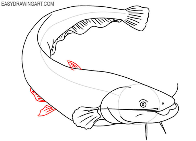 How to Draw a Catfish - Easy Drawing Art