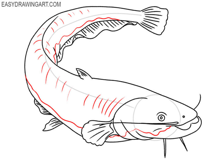 How to Draw a Catfish - Easy Drawing Art