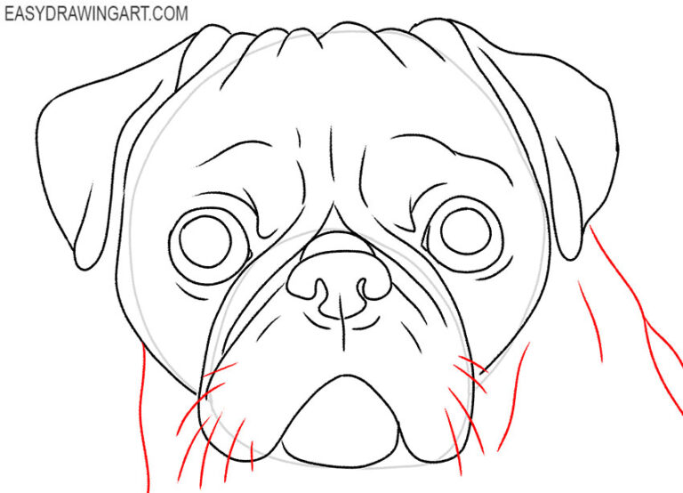 How to Draw a Pug Face - Easy Drawing Art