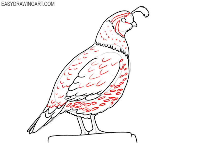 How to Draw a Quail - Easy Drawing Art