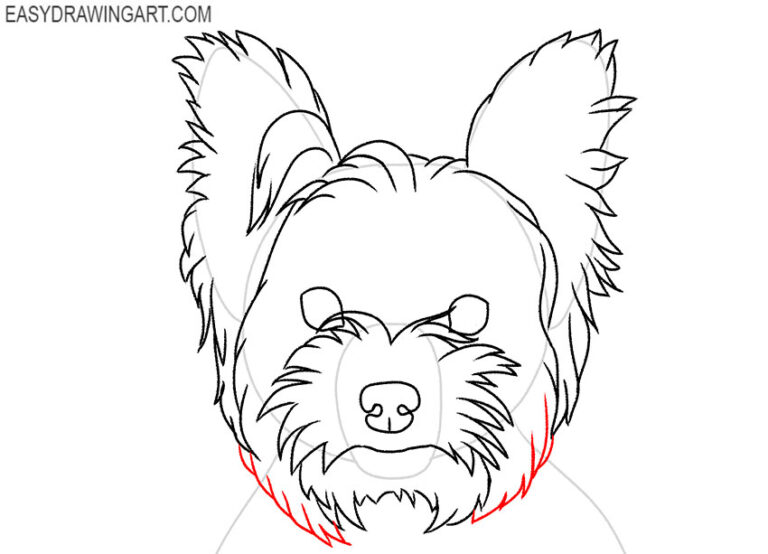 How to Draw a Yorkie Face - Easy Drawing Art