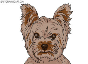 How to Draw a Yorkie Face - Easy Drawing Art